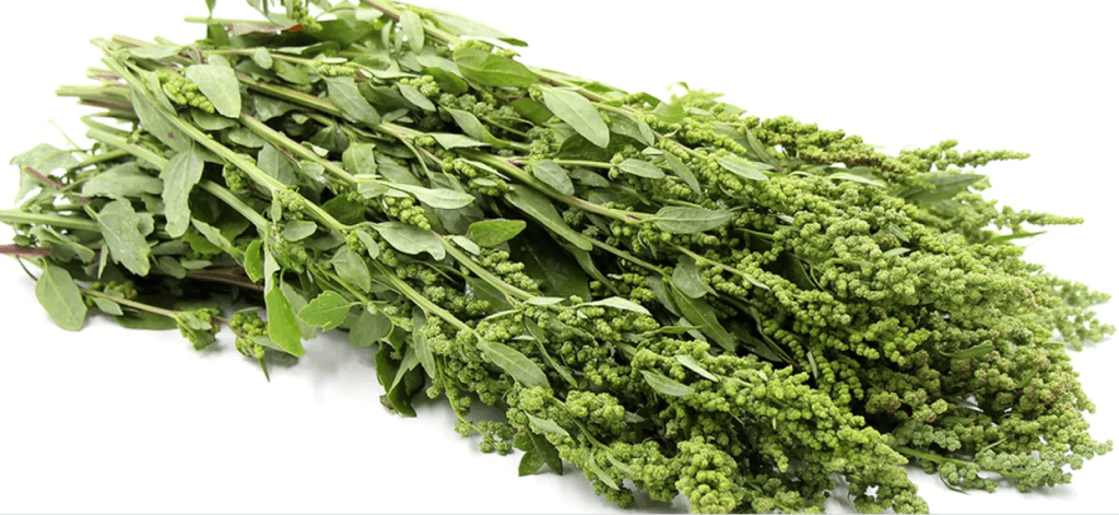 El huauzontle: planta prehispánica de importancia alimenticia – Eureka
