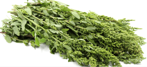 El huauzontle: planta prehispánica de importancia alimenticia – Eureka